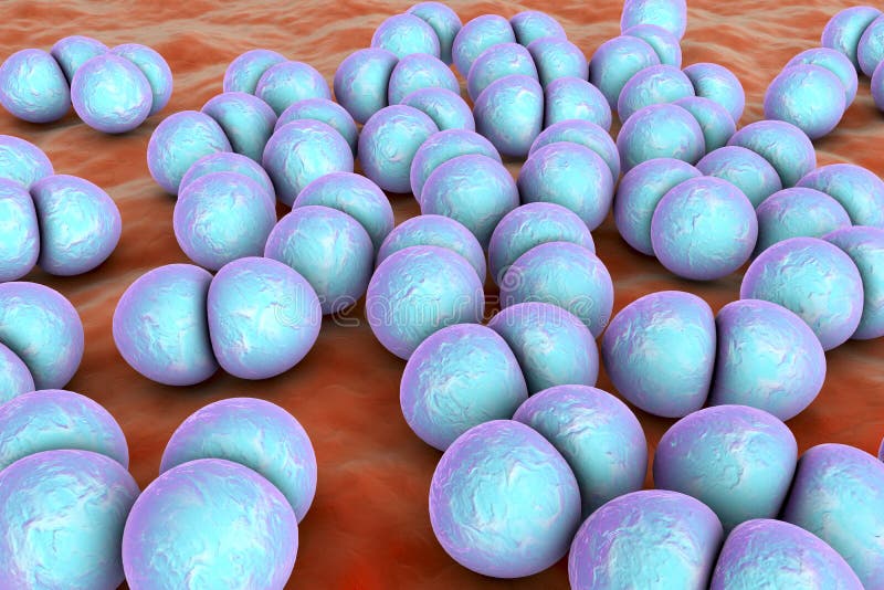 Neumococos De Las Bacterias, Estreptococo Pneumoniae Stock de ...