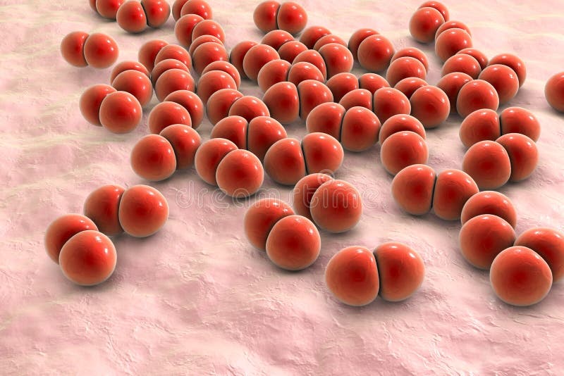 Neumococos De Las Bacterias, Estreptococo Pneumoniae Stock de ...