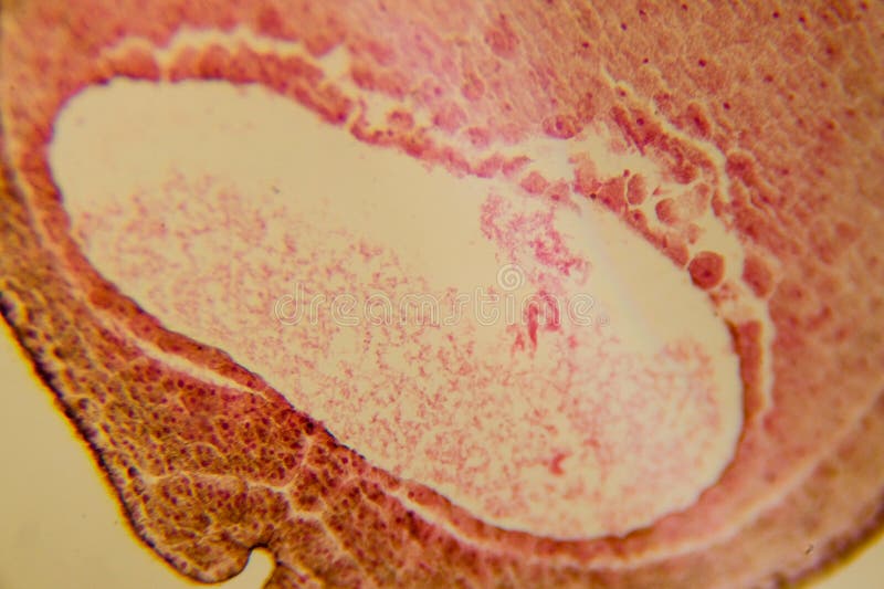 Neural Fold Cross Section during Embryonic Development Under Microsco ...