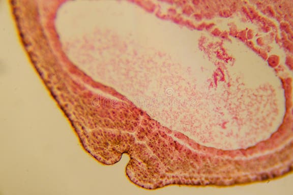 Neural Fold Cross Section during Embryonic Development Under Microsco ...