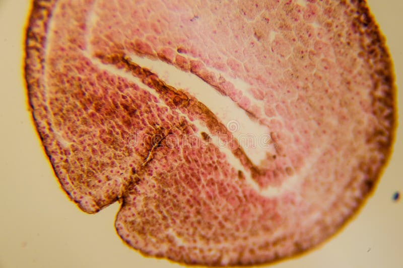 Neural Fold Cross Section Embryonic Development Under Microsco Stock ...