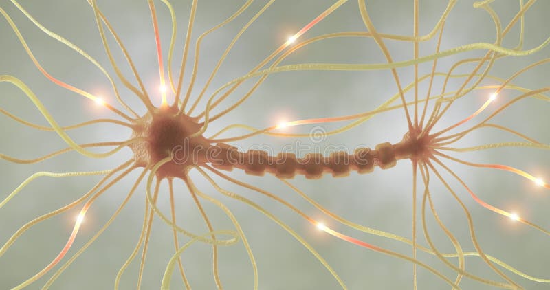 Sensorisches Neuron-Neurit-elektrischer Dynamik Stock Abbildung ...
