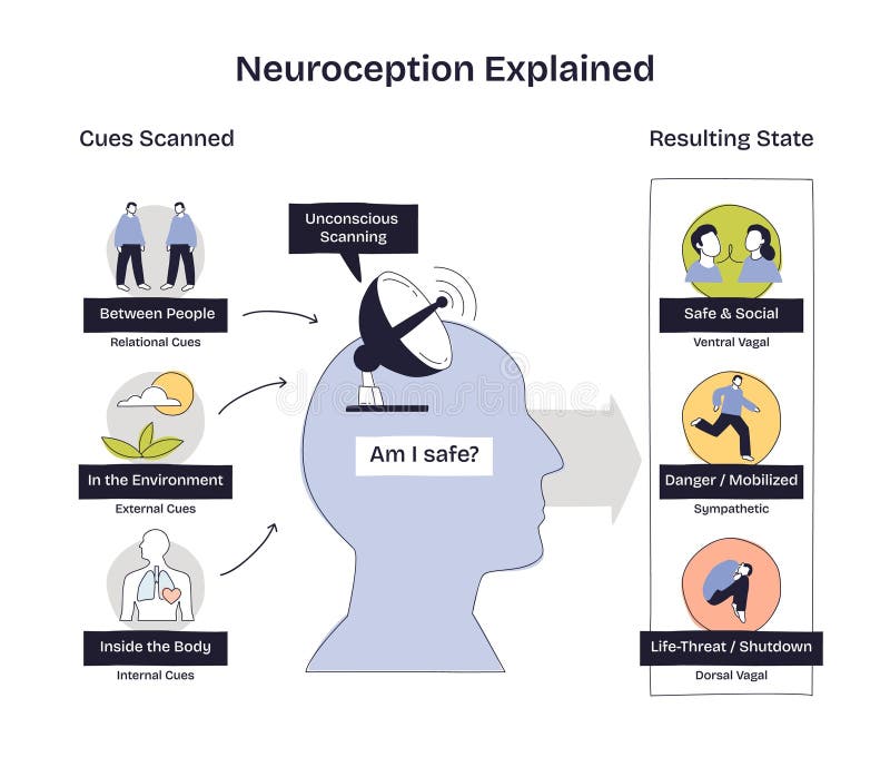 Neuroception Explained Shows How the Brain Scans Cues between People, ... Stock Vector ...