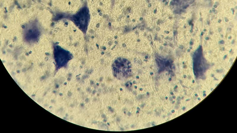 Neurocyte Stock Photos - Free & Royalty-Free Stock Photos from Dreamstime