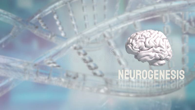 The Brain and Neurogenesis Text for Sic or Health Concept 3d Rendering ...