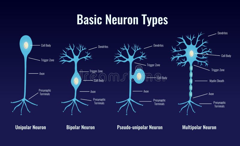 Illustration Of Basic Neuron Types Stock Vector - Illustration of ...