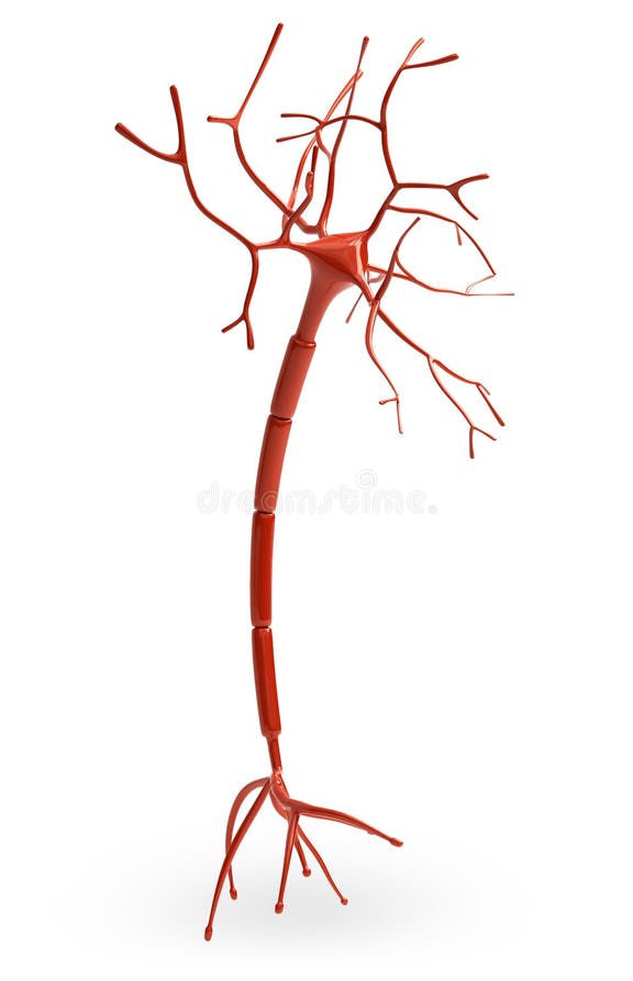 Neuron Isolated White Background Stock Illustrations – 2,542 Neuron ...