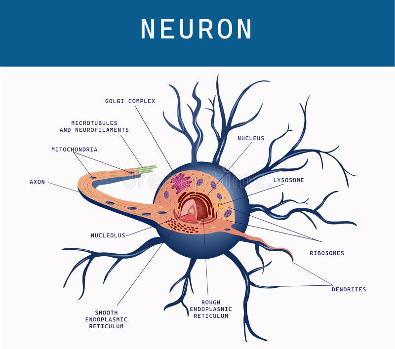 Neuron Nerve Cell in Section Neurology Medicine Synapse Physiology ...