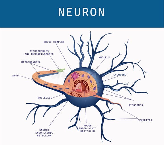 Neuron Synapse Banner Stock Illustrations – 294 Neuron Synapse Banner ...