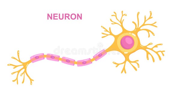 Vector Infographic of Neuron Anatomy Stock Vector - Illustration of ...