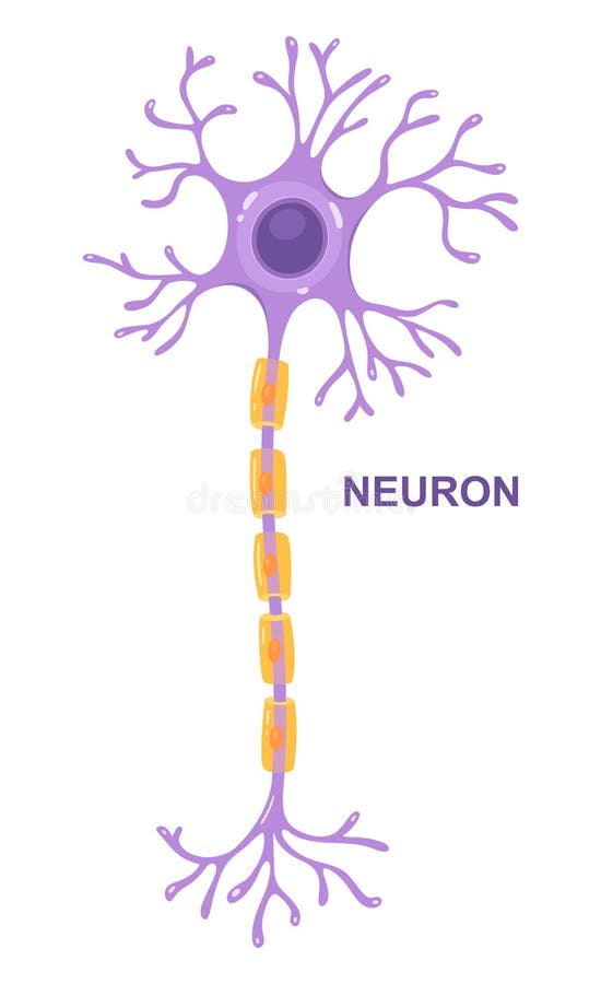 Vector Illustration of Neuron Anatomy. Stock Vector - Illustration of ...
