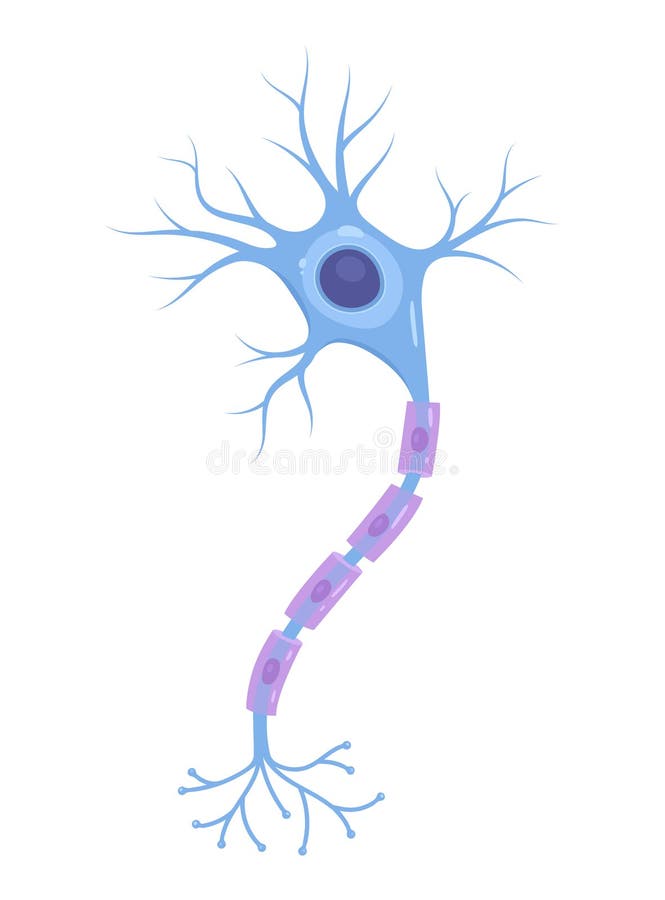 Vector Illustration of Neuron Anatomy. Stock Vector - Illustration of ...