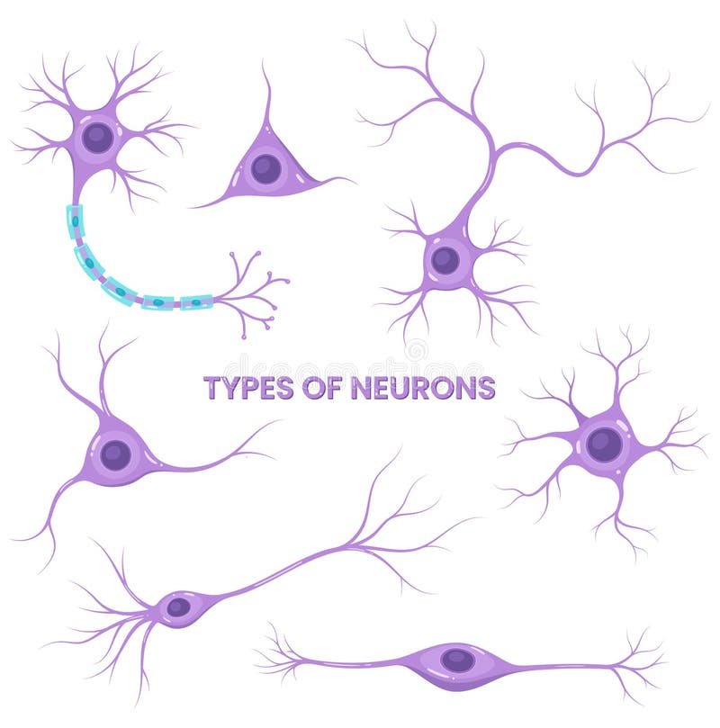Vector Set of Different Neurons Stock Illustration - Illustration of ...