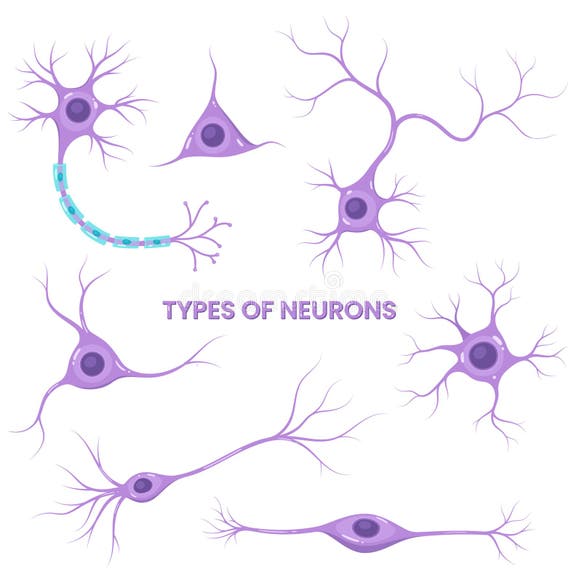 Purple Neurone Stock Illustrations – 15 Purple Neurone Stock ...