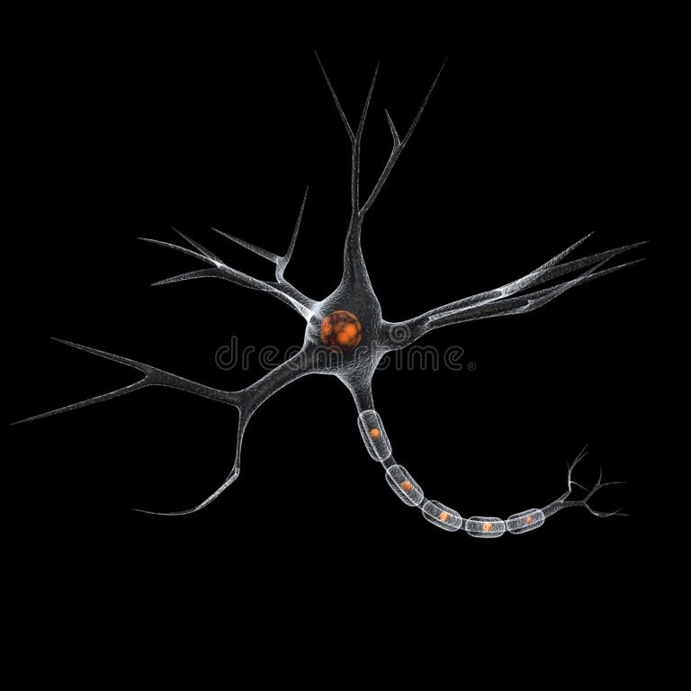 Biological Neuron Stock Illustrations – 8,560 Biological Neuron Stock ...