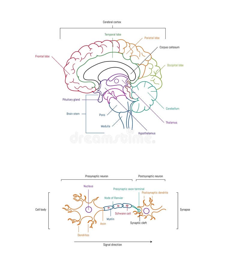 Neuron Anatomy Axons Dendrites Cell Body Myelin And Synaptic Cleft Stock Vector