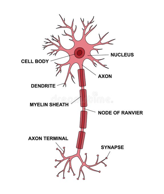 Neuron Anatomy with Description Main Parts. Structure of a Neuron Cell ... Neuron Anatomy with Description Main Parts. Structure of a Neuron Cell ...