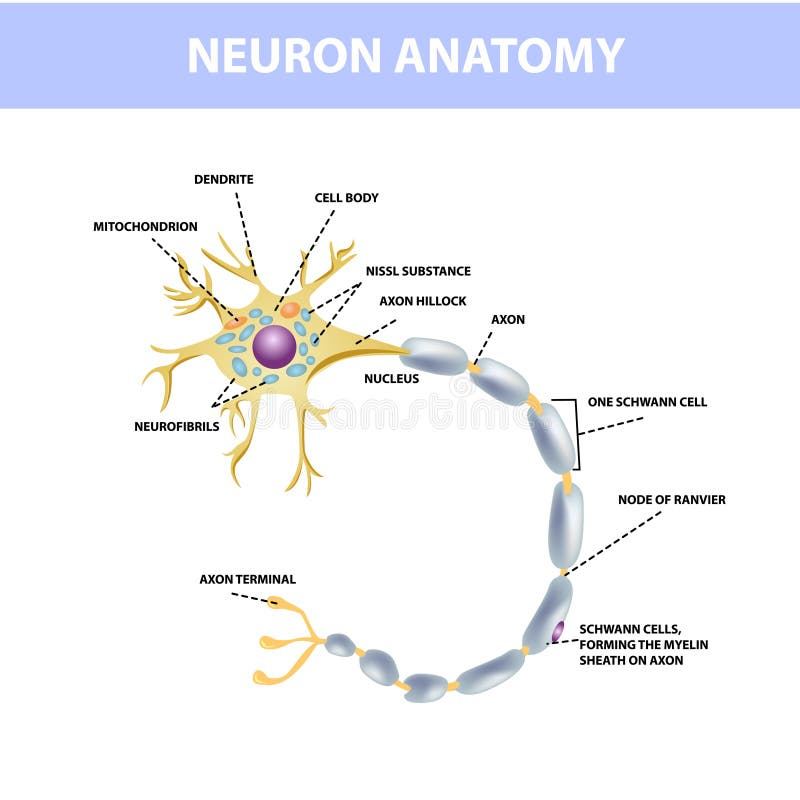 Neuron Diagram Axon Hillock