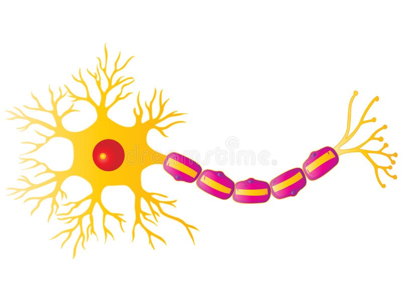 Neuron Cell stock vector. Image of biology, body, science - 35276959