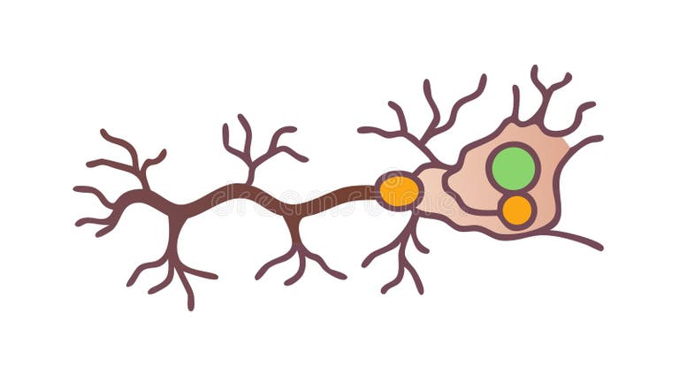 Neuron Cell Network, Brain Activity, Neuroscience, Learning, Vector ...