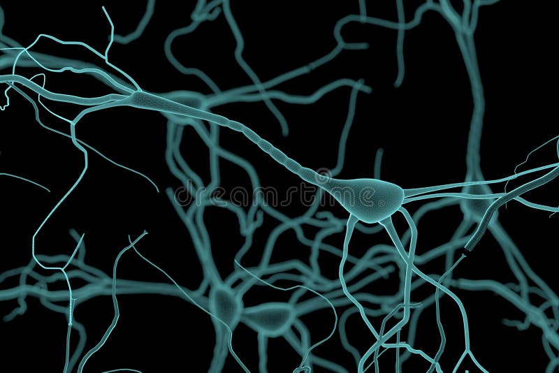 Neuron Cell, Neurons on White Background, Single Neuron Cell in Human ...