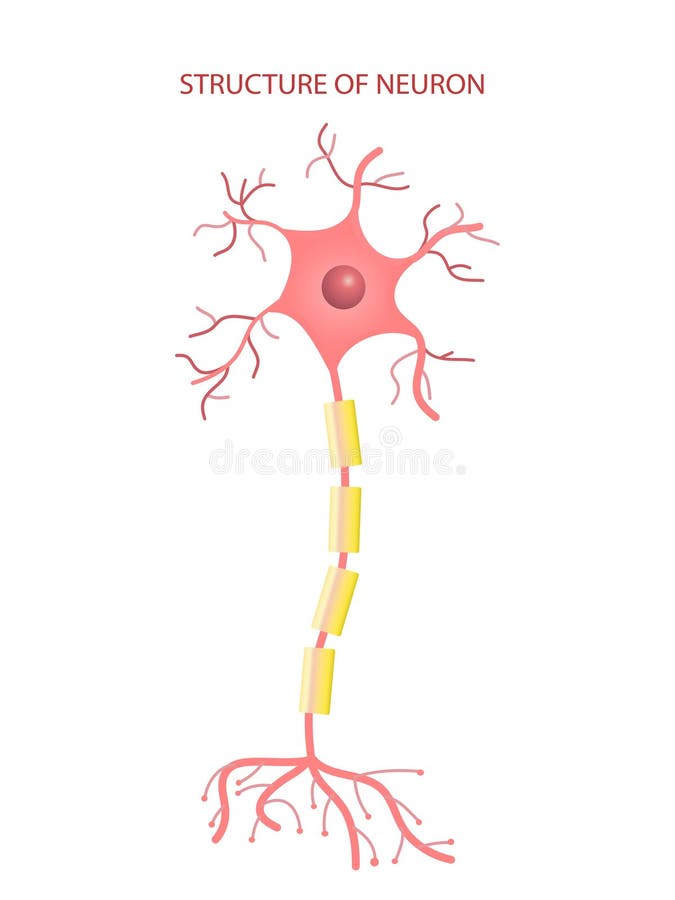 Neuron Cell Vector Information on White Background Stock Vector ...