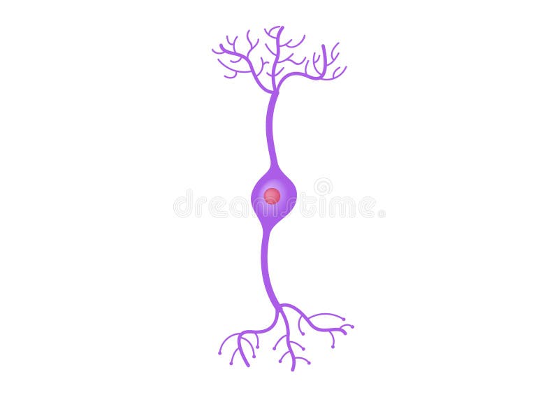 Neuron cell vector stock vector. Illustration of axon - 192270837