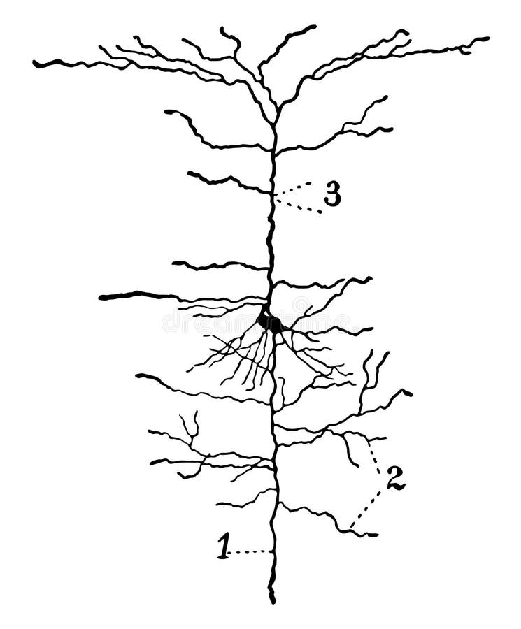 Neuron from the Cerebral Cortex, Vintage Illustration Stock Vector ...