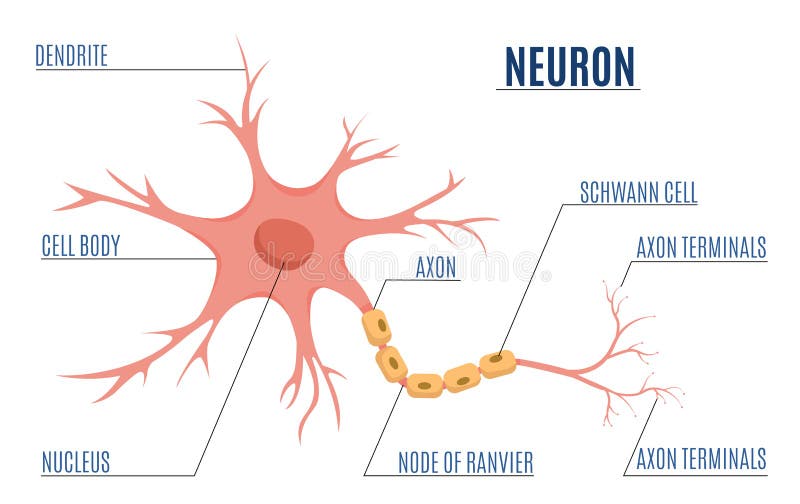 Neuron Diagram Flat Infographics Stock Vector - Illustration of body ...