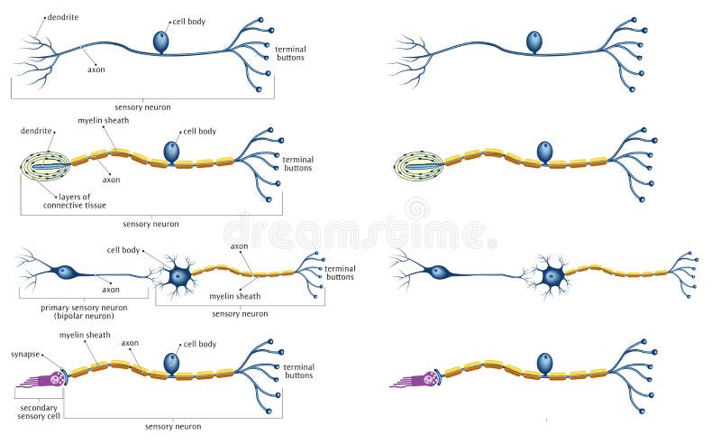 Neuron stock vector. Illustration of education, science - 167595573
