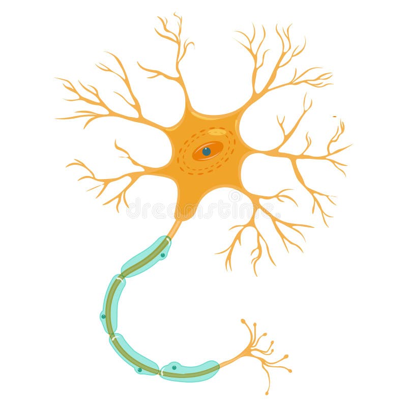 Neuron Illustration Isolated on White Background. Stock Illustration ... Neuron Illustration Isolated on White Background. Stock Illustration ...