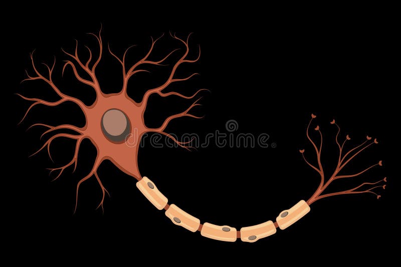 Neuron. Vector Illustration of a Nerve Cell. the Basic Unit of ...