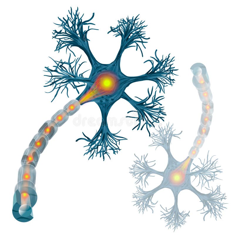 Neuron System Complex Model. Neural Net Structure. Research Of The ...