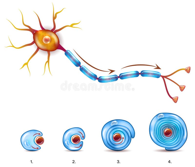 Myelin Sheath Layer for Axon Nerve with Detailed Structure Outline ...