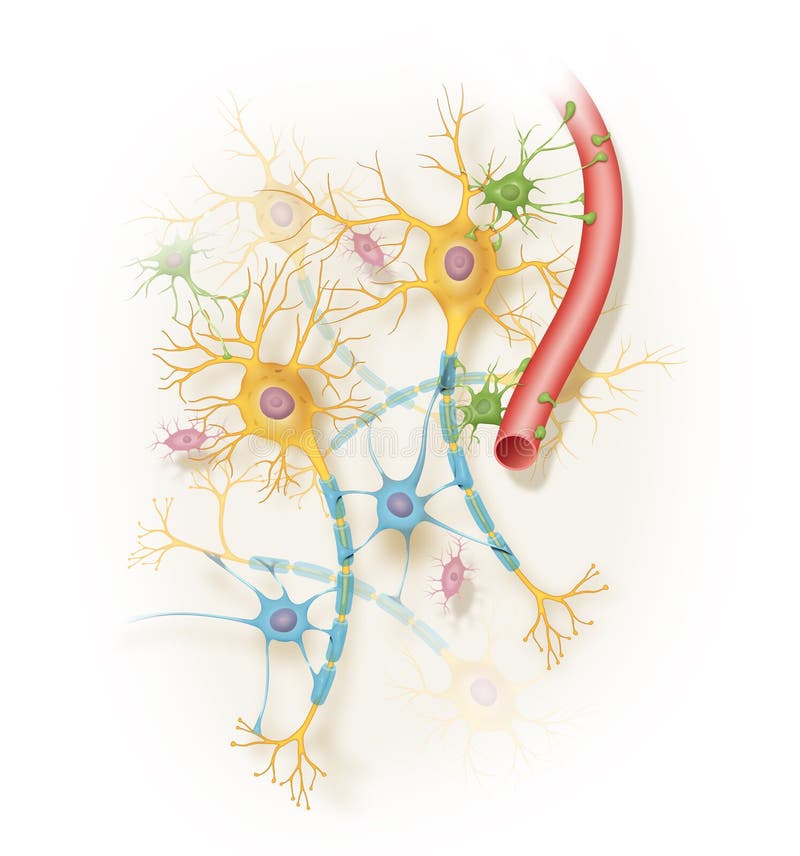 Neurons in the Human Nervous System Stock Illustration - Illustration ...