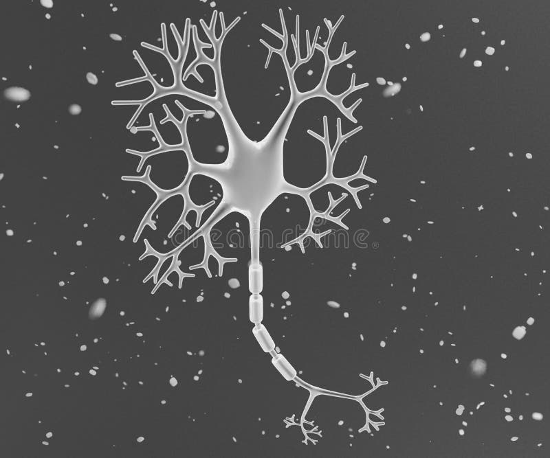 A Neuron or Nerve Cell is an Electrically Excitable Cell Stock ...