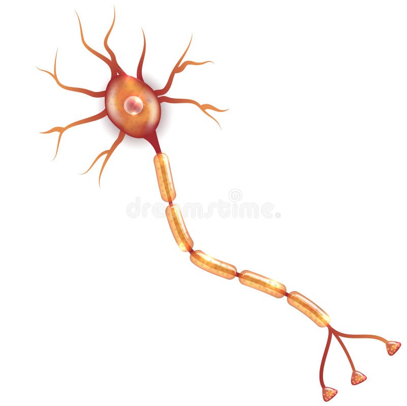 20+ Neuron Free Stock Photos - StockFreeImages 20+ Neuron Free Stock Photos - StockFreeImages