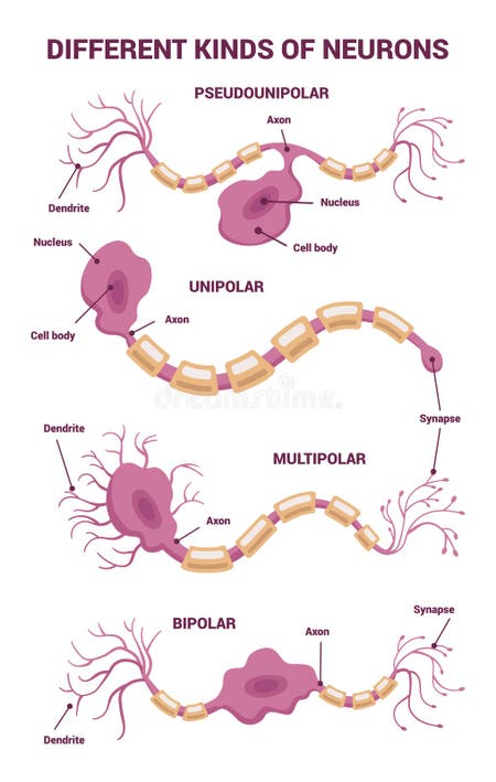 Neuron Network and Different Types of Neurons an Informative Visual ...