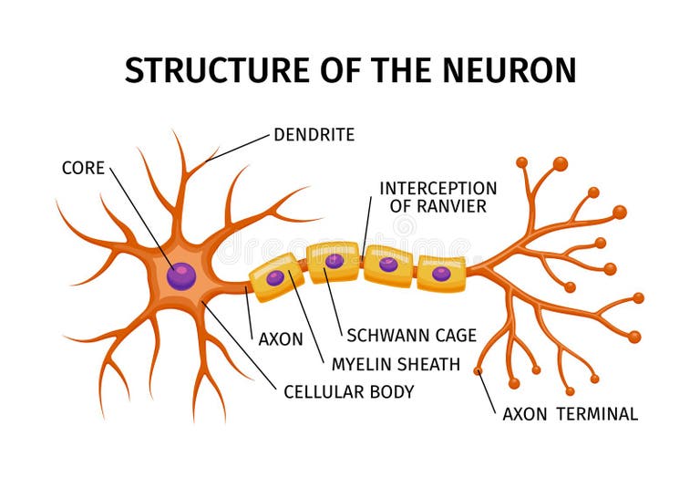 Neuron Structure Anatomy Composition Stock Vector - Illustration of ...