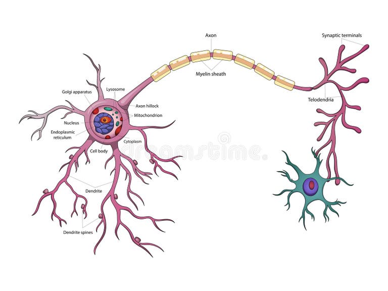 Neuron Structure Diagram Medical Science Stock Vector - Illustration of ...
