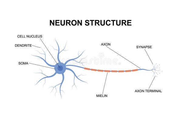 Neuron Structure Concept. Description of the Anatomy of the Neuron of ...