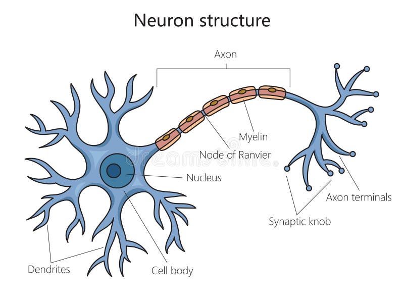 Neuron Structure Diagram Medical Science Stock Vector - Illustration of ... Neuron Structure Diagram Medical Science Stock Vector - Illustration of ...