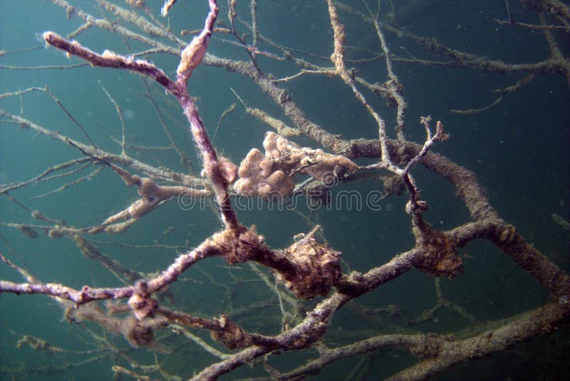 Neuron tree stock photo. Image of yellow, lake, river - 98134788