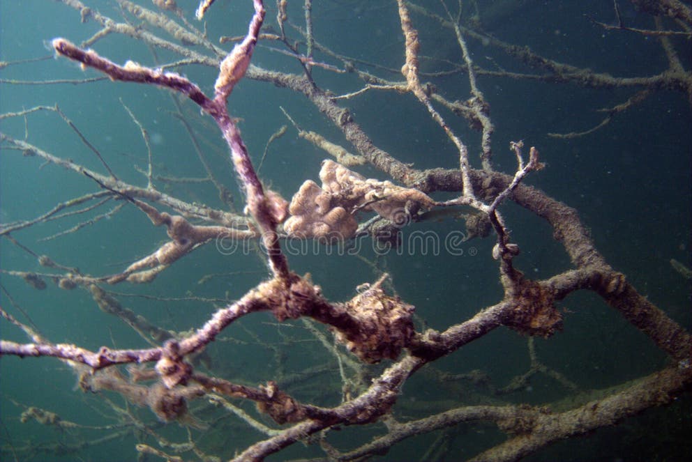 Neuron tree stock photo. Image of yellow, lake, river - 98134788