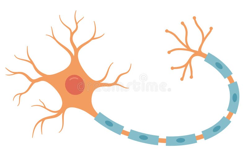 Vector Illustration of Neuron Cell Stock Vector - Illustration of ...