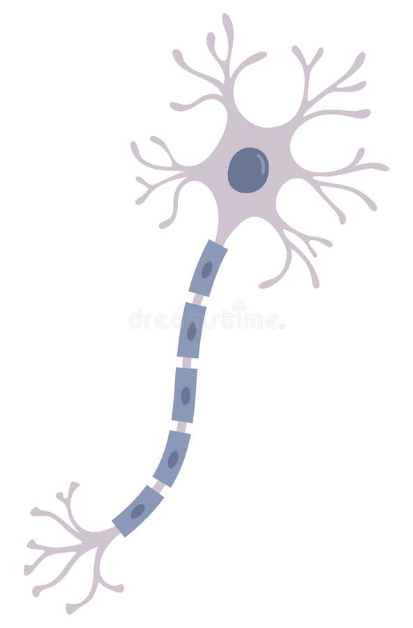 Vector Illustration of Neuron Cell Stock Vector - Illustration of ...