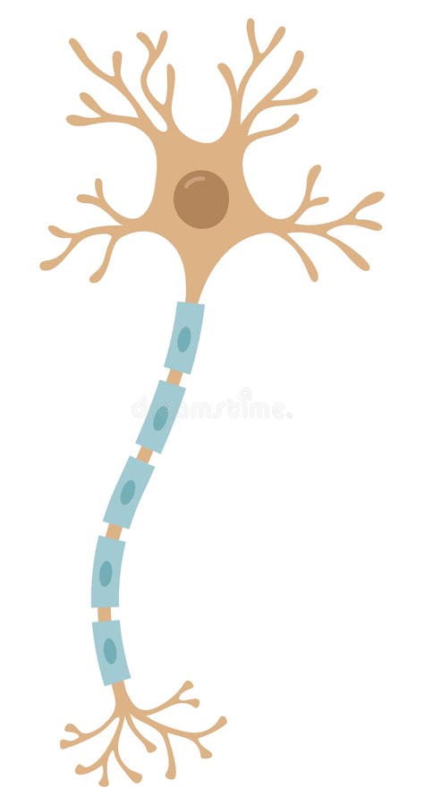 Vector Illustration of Neuron Cell Stock Vector - Illustration of ...