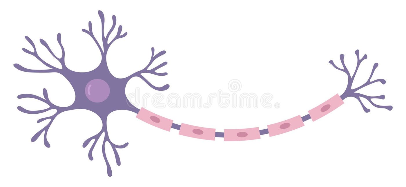 Neuron Drawing Stock Illustrations – 2,019 Neuron Drawing Stock ...
