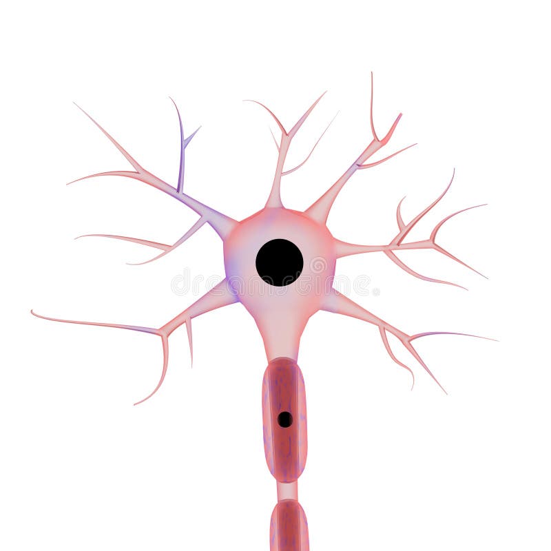 Neuron on white background stock illustration. Illustration of teamwork ...