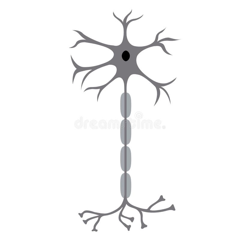 Tipos De Neuronas. Estructura Neurona Sensorial, Neurona Motora ...